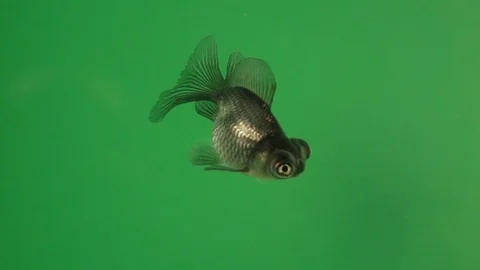 Fish in Aquarium on Green Screen, Slow M... | Stock Video | Pond5