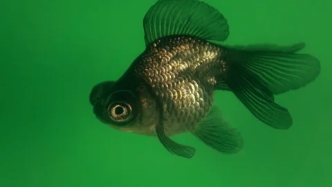 Fish in Aquarium on Green Screen, Slow M... | Stock Video | Pond5