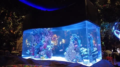 Fish Aquarium That Looks Like Ice Block ... | Stock Video | Pond5