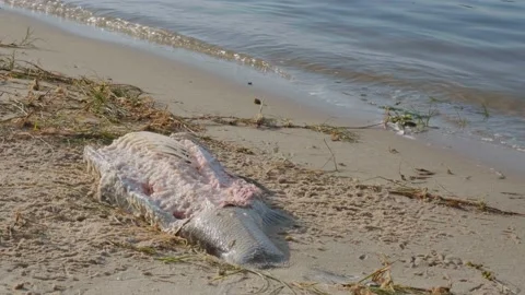 Fish are rotting on the shore. Dead fish... | Stock Video | Pond5