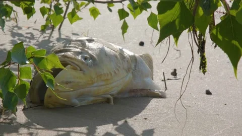 Fish are rotting on the shore. Dead fish... | Stock Video | Pond5