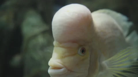 A fish with a big head Amphilophus citri... | Stock Video | Pond5