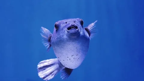 Big Lip Animals Stock Videos – Royalty-Free HD & 4K Videos