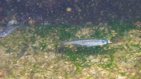 Fish of the Black Sea. Black Sea big-sca... | Stock Video | Pond5