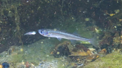 Fish of the Black Sea. Black Sea big-sca... | Stock Video | Pond5