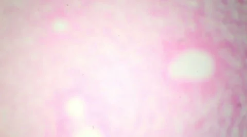 Fish blood cell under a microscope (Bloo... | Stock Video | Pond5