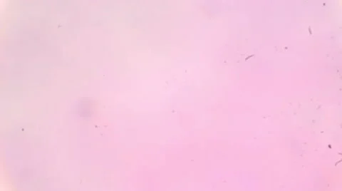 Fish blood cell under a microscope (Bloo... | Stock Video | Pond5