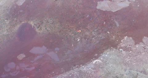Fish Blood in Drainage Mud water flowing... | Stock Video | Pond5