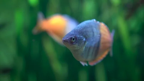 Fish Boesman's Rainbow on the background... | Stock Video | Pond5