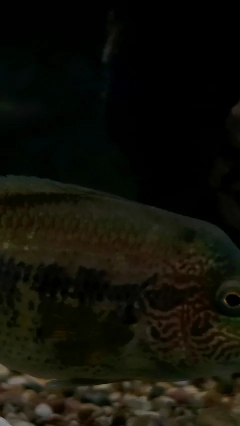 fish Cichlasoma Dow Cichla kelberi, Cich... | Stock Video | Pond5