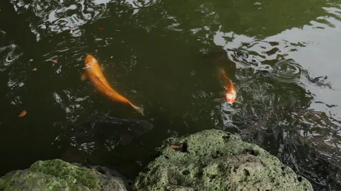 Fish circle near the edge of a Koi Pond ... | Stock Video | Pond5