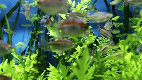 Fish Colony swimming underwater in an aq... | Stock Video | Pond5