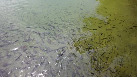 Fish coming to the surface to eat food i... | Stock Video | Pond5
