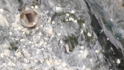 Survival Food Meals Stock Videos – Royalty-Free HD & 4K Videos | Pond5