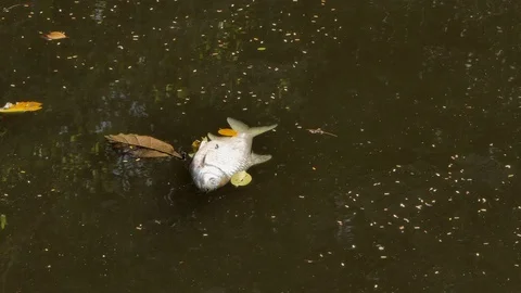 Fish is dead on waste water. | Stock Video | Pond5