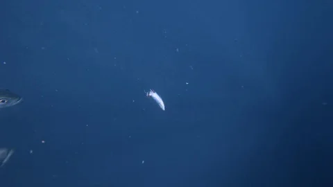 Fish eating bait underwater | Stock Video | Pond5