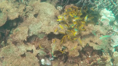 Fish eating coral reef underwater | Stock Video | Pond5