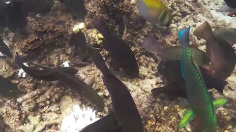 Fish eating coral reef underwater | Stock Video | Pond5