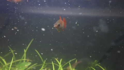 Fish Eating in a Live Planted Aquarium 4... | Stock Video | Pond5