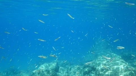 fish eating particles from surface of wa... | Stock Video | Pond5