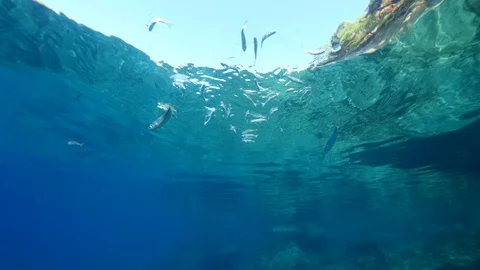 fish eating particles from surface of wa... | Stock Video | Pond5