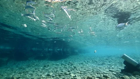 fish eating particles from surface of wa... | Stock Video | Pond5