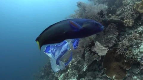 Fish Eating Stock Video Footage | Royalty Free Fish Eating Videos | Pond5