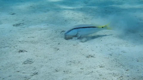 Fish eating underwater. Red Sea. | Stock Video | Pond5