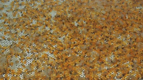 Fish Hatching From Eggs