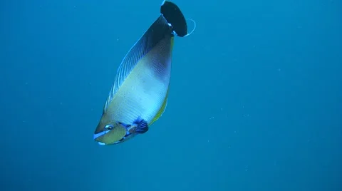 Fish Elongated Unicornfish, Naso lopezi ... | Stock Video | Pond5