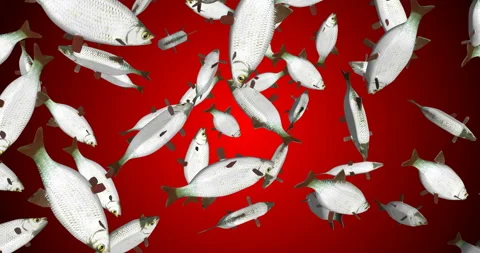 Fish falling slow motion animation | Stock Video | Pond5