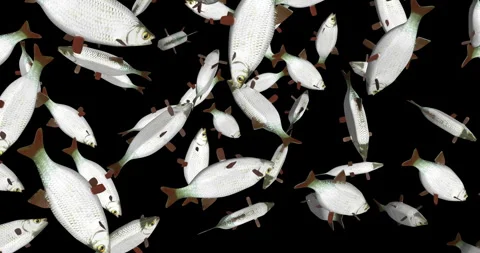 Fish falling slow motion animation | Stock Video | Pond5