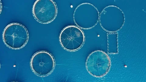 Fish farm floating net sea water surface | Stock Video | Pond5