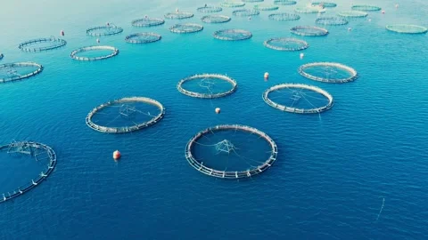 Fish farm floating net sea water surface | Stock Video | Pond5