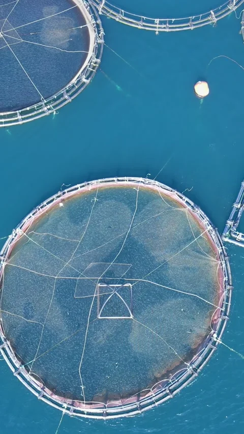 Fish farm floating net sea water surface | Stock Video | Pond5