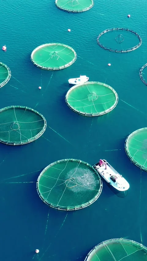 Fish farm floating net sea water surface | Stock Video | Pond5