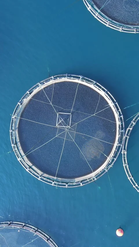 Fish farm floating net sea water surface | Stock Video | Pond5