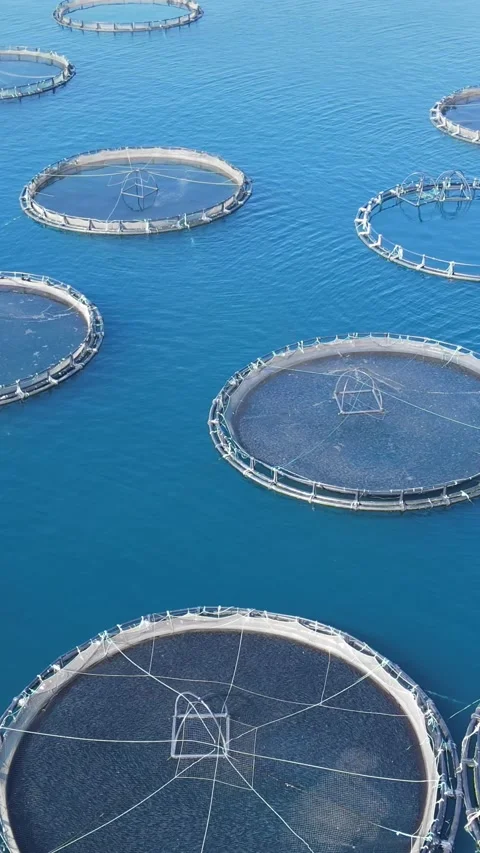 Fish farm floating net sea water surface | Stock Video | Pond5