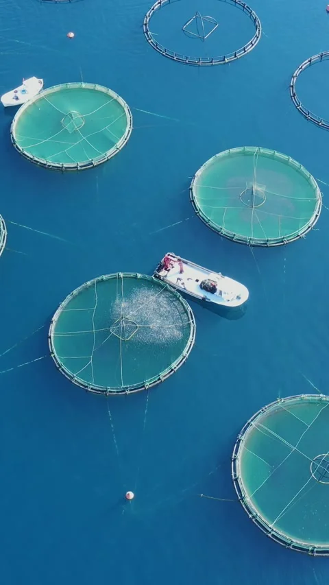 Fish farm floating net sea water surface | Stock Video | Pond5