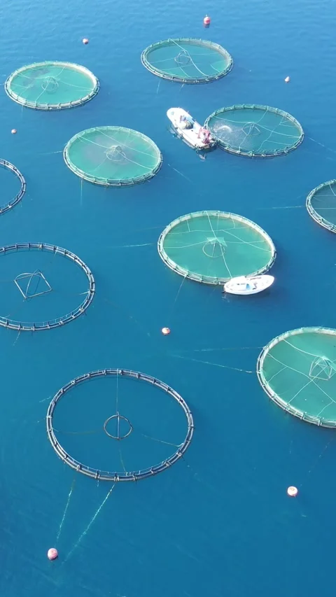 Fish farm floating net sea water surface | Stock Video | Pond5