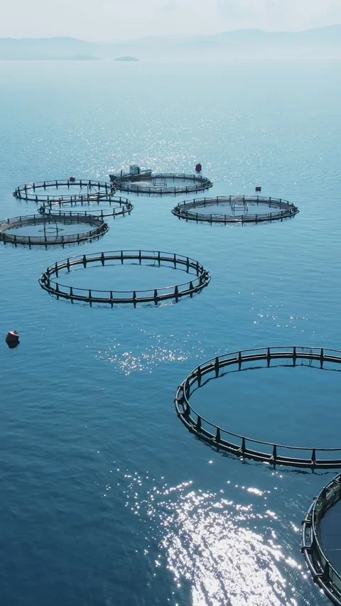 Fish farm floating net sea water surface | Stock Video | Pond5