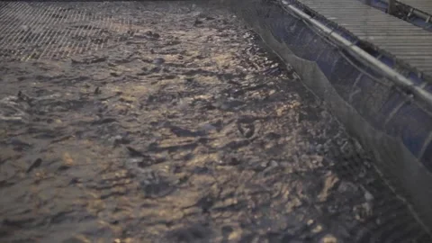 Fish Farming Ponds Stock Videos – Royalty-Free HD & 4K Videos | Page 6