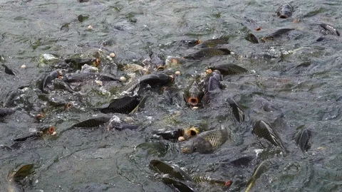 Asian Frenzy 5 Stock Videos – Royalty-Free HD & 4K Videos | Pond5