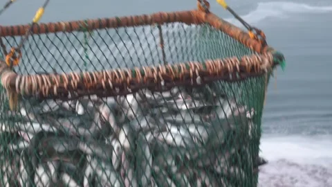 Lots A Fish Stock Videos – Royalty-Free HD & 4K Videos | Pond5