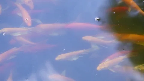 fish floating on the water surface in th... | Stock Video | Pond5