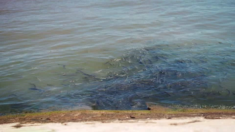 Fish flock near river water surface. Sch... | Stock Video | Pond5