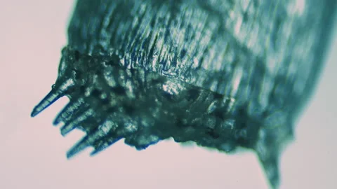 Fish Studying Stock Footage ~ Royalty Free Stock Videos | Pond5