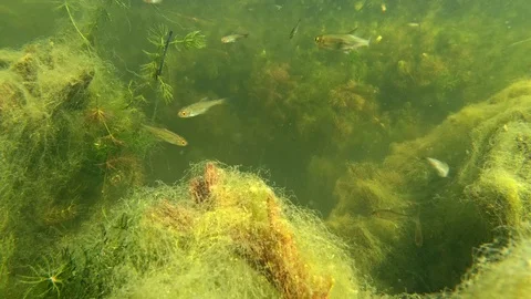 Fish in freshwater pool underwater | Stock Video | Pond5