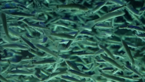 Fish Garra rufa. Fish in the aquarium, b... | Stock Video | Pond5