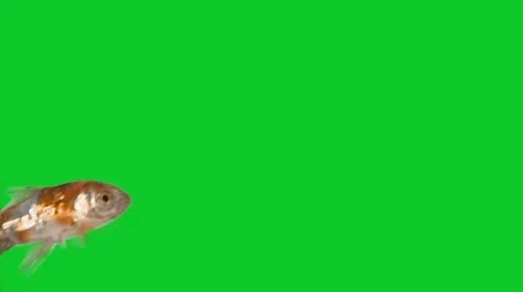Greenscreen Fish Stock Footage ~ Royalty Free Stock Videos | Pond5